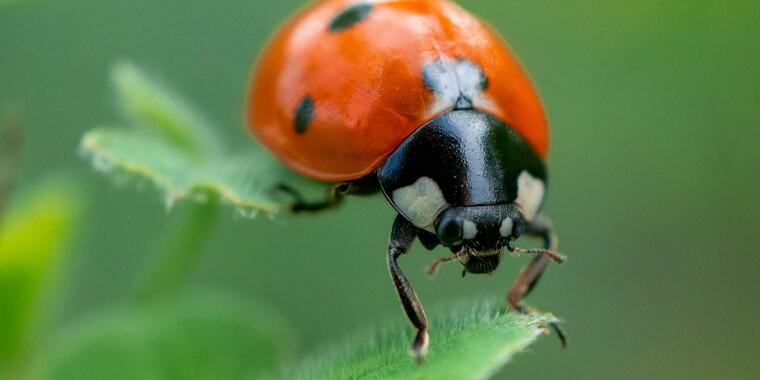 Join the An Insect World Photo Contest and win Bose Speaker - VIEWBUG.com